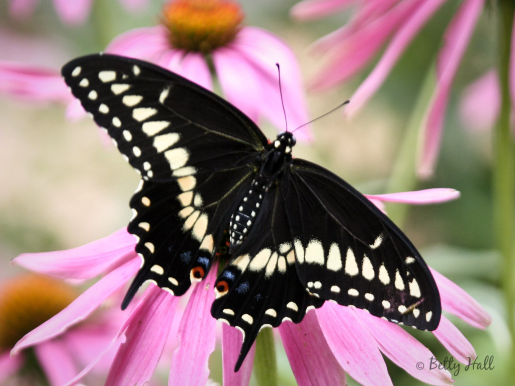 Butterfly life cycles - Betty Hall Photography