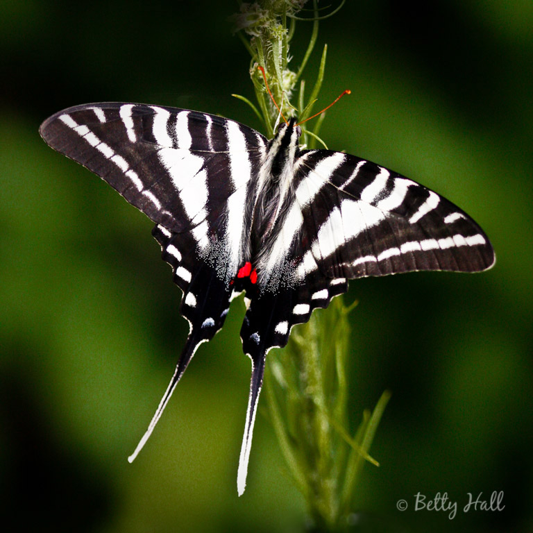 Betty Hall Photography - Butterfly life cycles